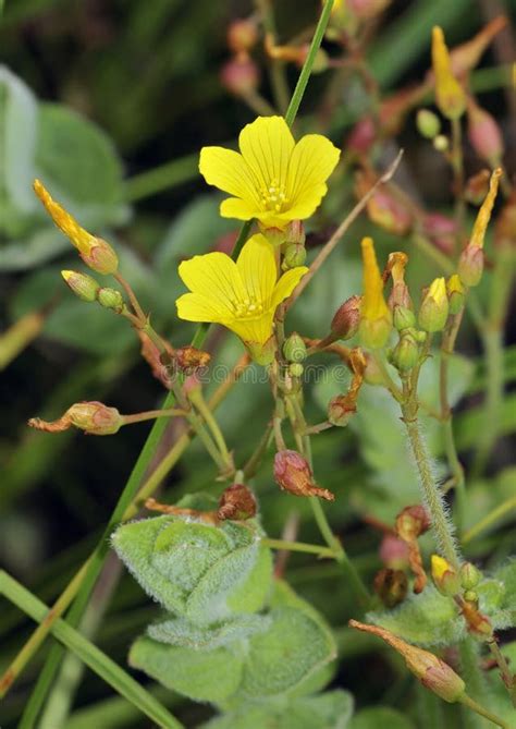 Marsh St John`s Wort Stock Image Image Of Clusiaceae 187171621