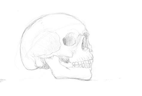 How To Draw A Human Skull Academic Drawing Course Andrey Samarin Skillshare
