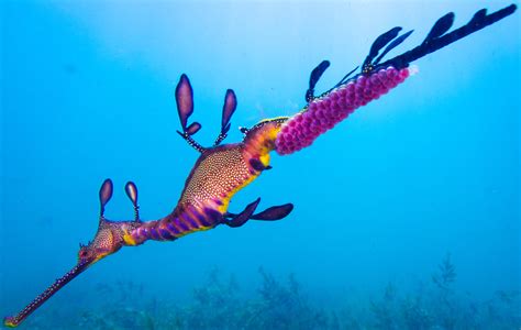 Weedy Sea Dragon Camouflage
