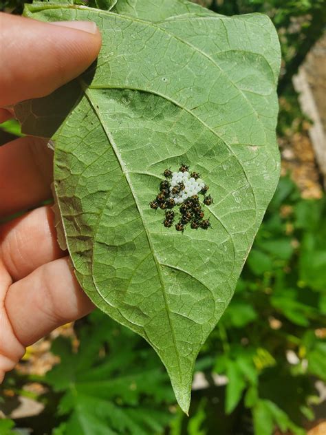 Bugs And Eggs On Bean Leaf R Whatisthisbug