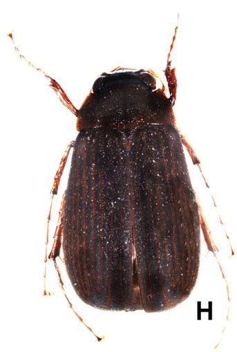 Serica Mahakaliensis Wikipedia