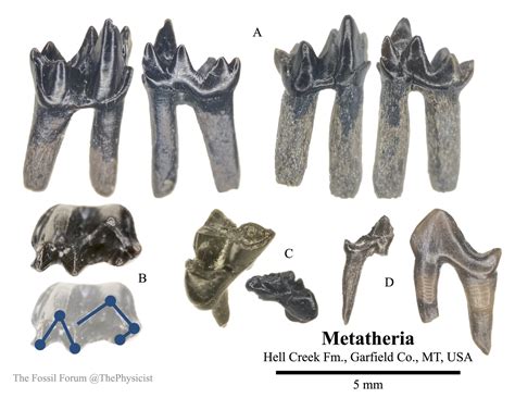 Metatheria Cretaceous The Fossil Forum