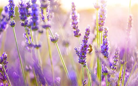 Summer Bees Insects Grasslands Hd Wallpaper Rare Gallery