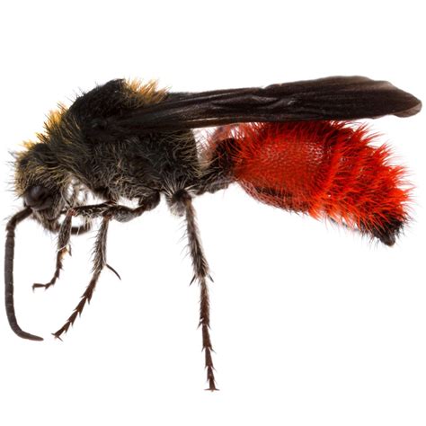 Cow Killer Ant Size Cow Killer