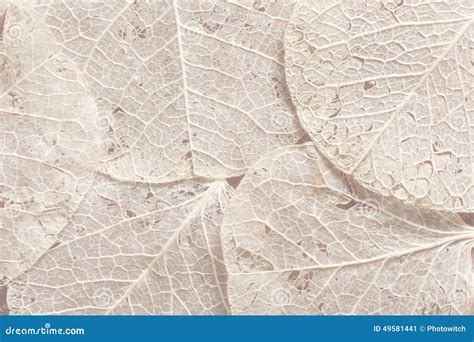 Beige Leaves Textured Background Stock Image Image Of Grungy Leaves 49581441