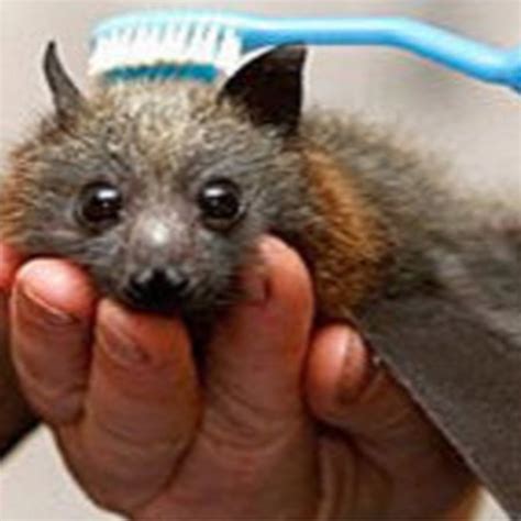 Joseph Schultz Youtube