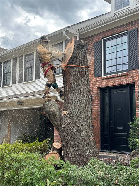 Tree Removal Houston Houston Tx