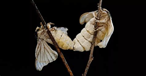 €25000 Spent Tricking Male Moths To Have Sex With Other Males In