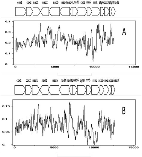 Nucleotide Diversity π For Protein Coding Regions And Ribosomal Dna