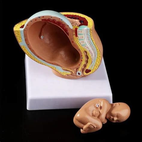 Embryo Anatomy Model Drtobe