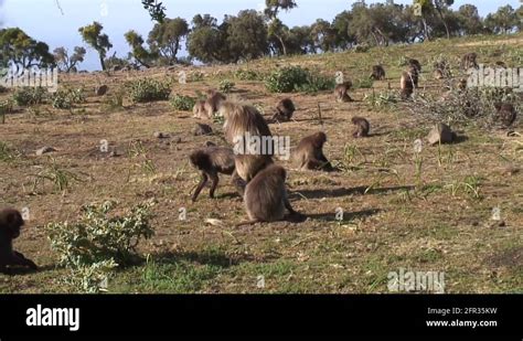 Mating Primate Stock Videos And Footage Hd And 4k Video Clips Alamy