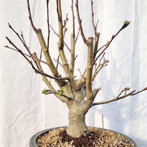 특대형 애기 미니 꽃 사과 나무 분재 묘목 열매 식물 인테리어 화분 키우기