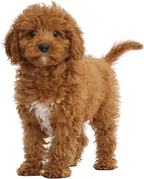 Buy A Cavapoo Near Me Allies Pet Corner
