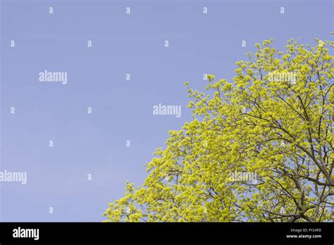 Budding Tree Hi Res Stock Photography And Images Alamy