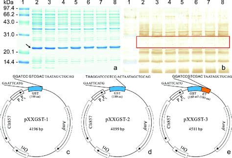 Weak Antigenic Range Of Cell Proteins In Western Blot And Schematic