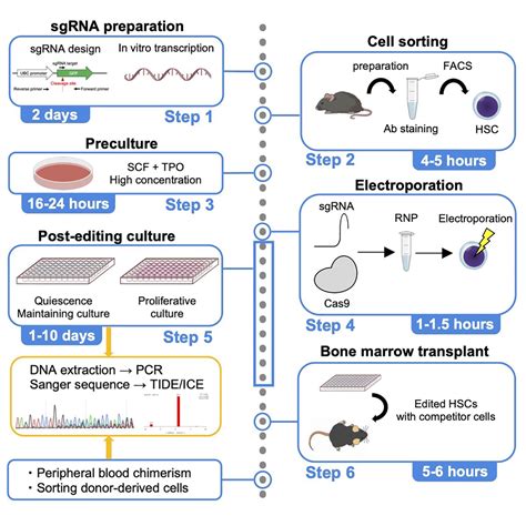 Cell Press Star Protocols