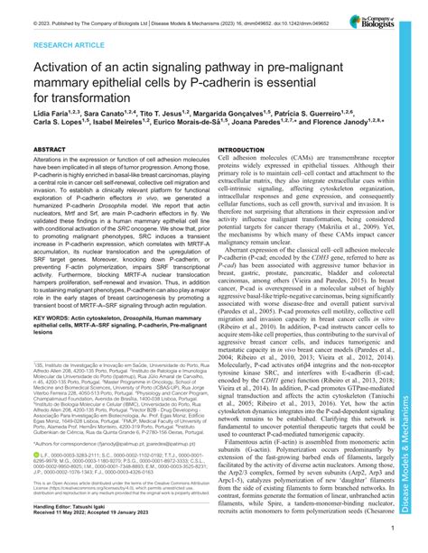 Pdf Activation Of An Actin Signaling Pathway In Pre Malignant Mammary Epithelial Cells By P