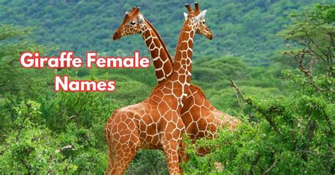 200 Giraffe Names With Meaning Generator