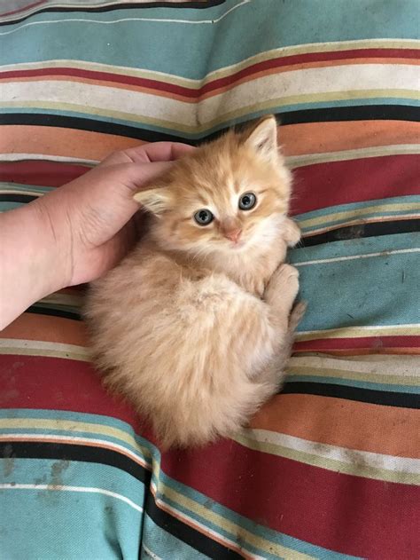 How To Tell If Your Cat Is Too Skinny Artofit