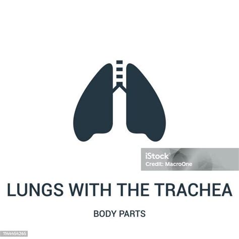 신체 부위 컬렉션에서 기관 아이콘 벡터와 폐 기관 개요 아이콘 벡터 일러스트 레이 션으로 얇은 라인 폐 건강관리와 의술에 대한 스톡 벡터 아트 및 기타 이미지 Istock