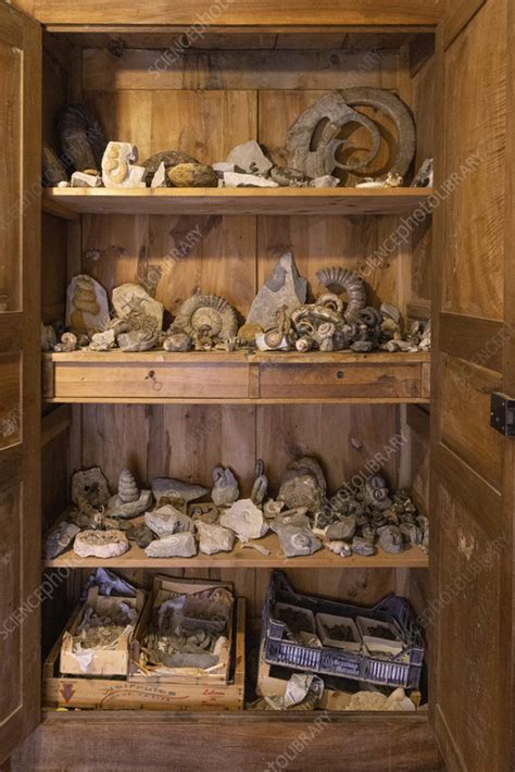 Collection Of Fossils Stock Image C056 6253 Science Photo Library