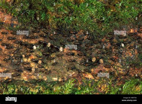 Termite Hospitalitermes Sp Group On Pathway To Colony Bako National Park Sarawak Malaysia