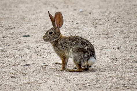 Rabbit Desert