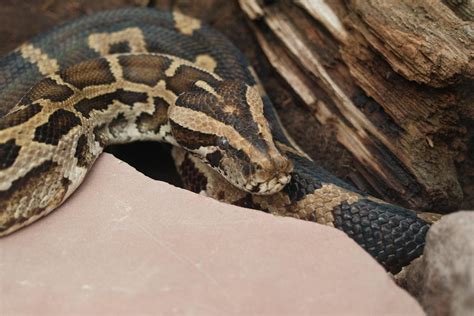 Burmese Python Population In Florida Sparks Ecological Alarm