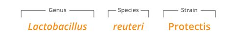 Lactobacillus Reuteri Protectis® Probiotic Strain Optibac Us