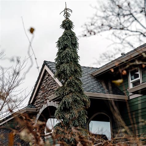 Weeping White Spruce Trees For Sale