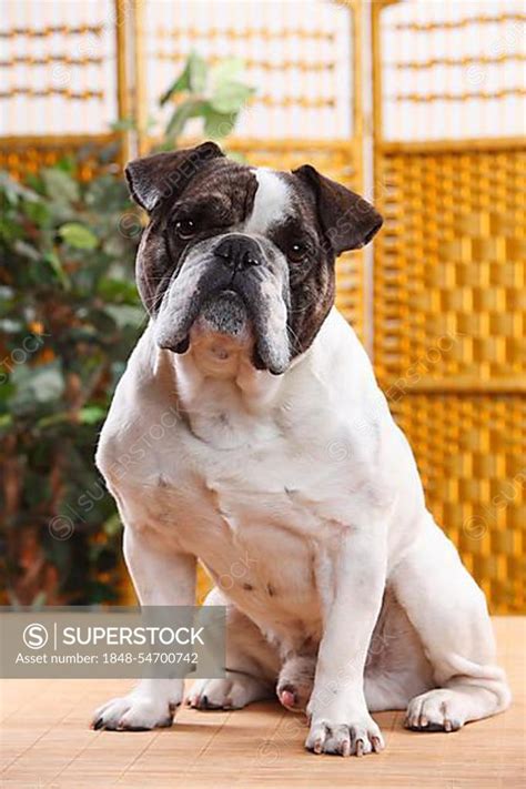 English Bulldog Doberman Mix