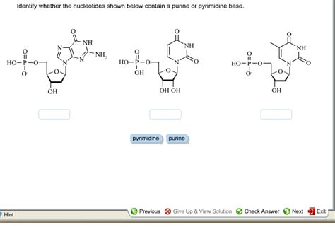 Pyrimidine Base