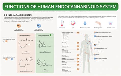 What Is The Endocannabinoid System Ecs Growdiaries