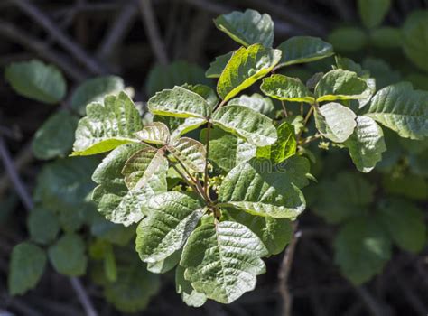 Folhas De Hera Venosa Isoladas Imagem De Stock Imagem 39881145