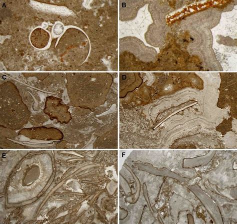 Thin Section Micrographs Illustrating Petrographic Details A B