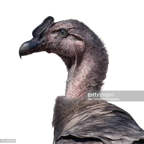 Bill Condor Photos And Premium High Res Pictures Getty Images