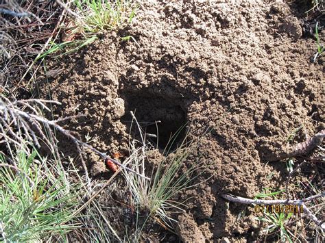 What Makes A Gopher Hole At Walter Abbott Blog