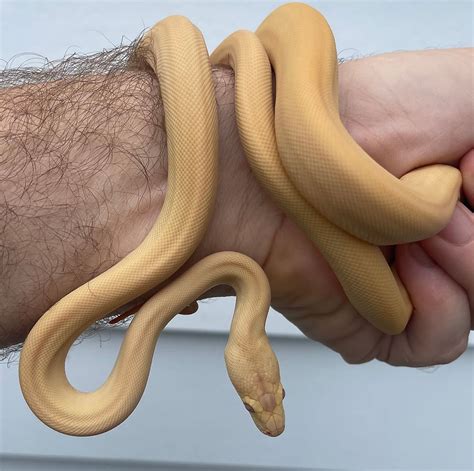 Albino Olive Python Hatchlings Shire Reptiles