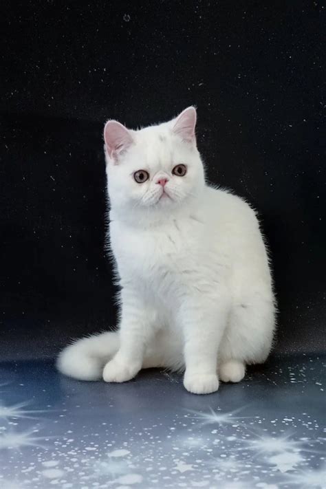 Exotic Shorthair Kittens Kittens For Sale