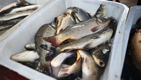 Pakistan Granted Long Term Permission To Export Fish To Us Pakistan