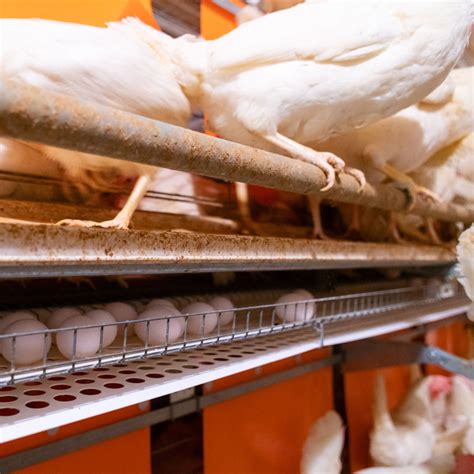 Egg Flow Control And Automation Prism Controls