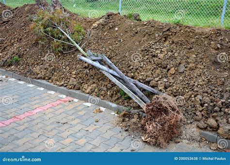 The Exposed Root System Of A Oak Tree With Its Roots Exposed On Epping Forest England Royalty