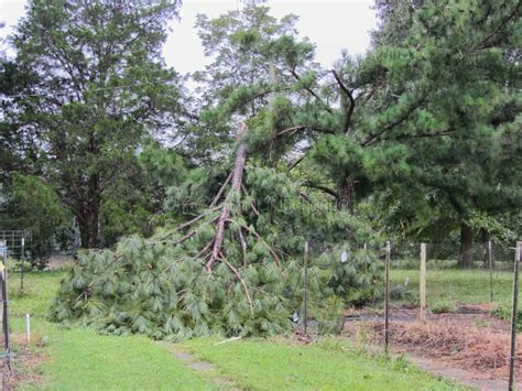 Tornado Damage In Morgan County Alabama USA Fallen Tree Stock Photo Image Of Ponderosa Tree