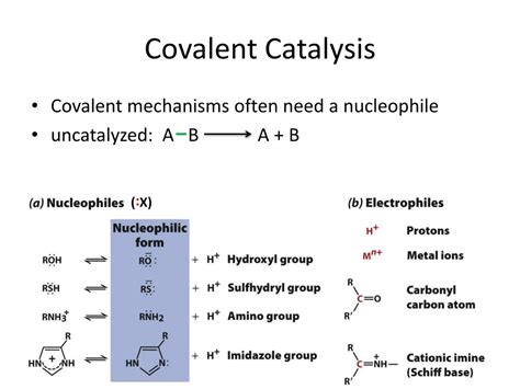 Ppt Enzyme Catalysis Powerpoint Presentation Free Download Id6835497