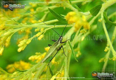 Black Horned Tree Cricket