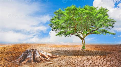 Ecology Drought Fighting Life Concept Lonely Green Tree In Drought Stock Photo At
