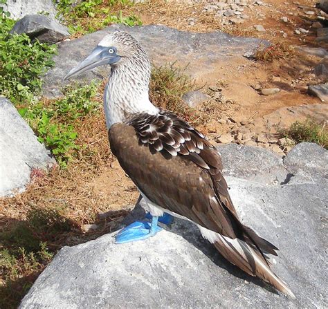Boobie Bird