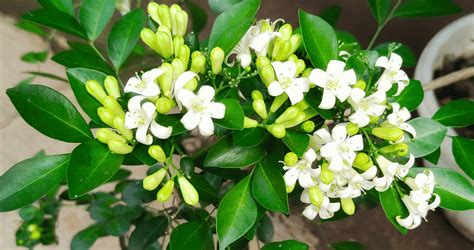 How Fast Do Murraya Plants Grow At Doris Perez Blog