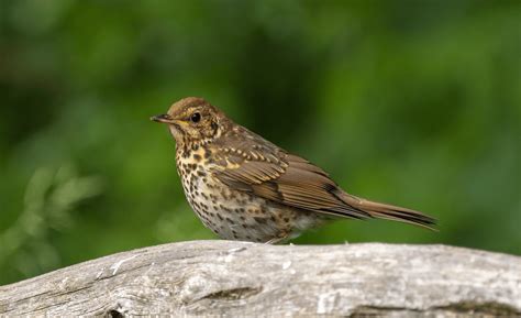La Grive Musicienne Portrait Dun Oiseau Mélodieux Le Chasseur Français