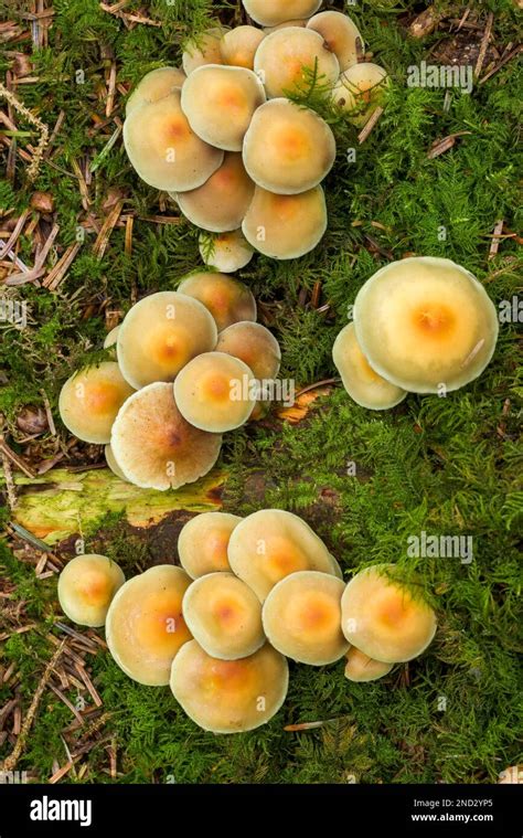 Sulphur Tuft Hypholoma Fasciculare Mushrooms Also Known As Clustered
